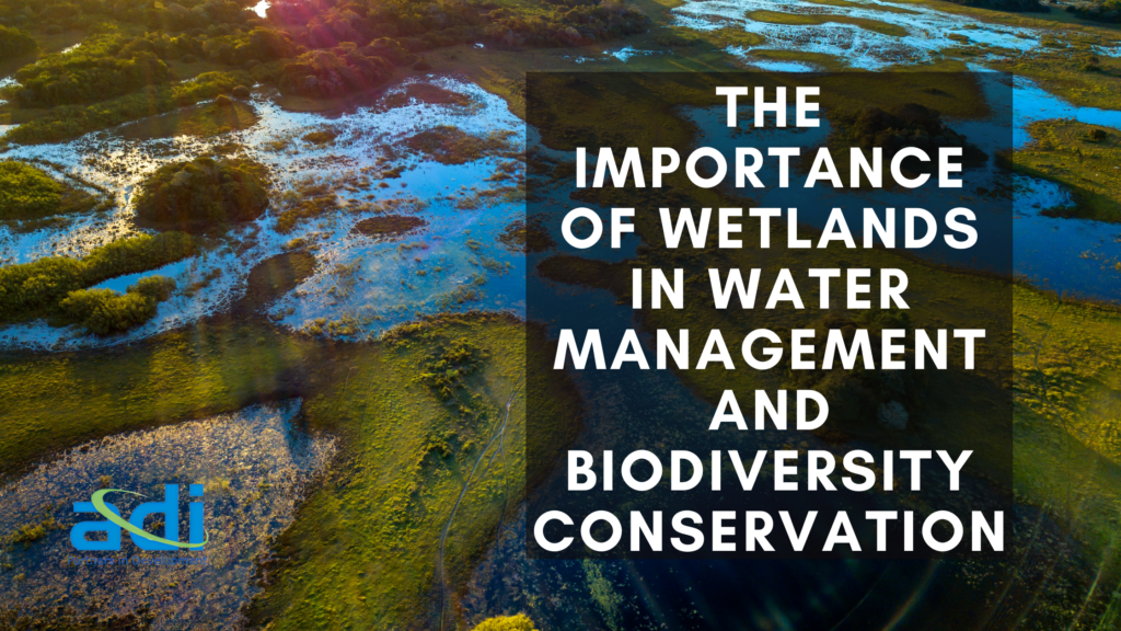 Importance of Wetlands in Water Management and Biodiversity